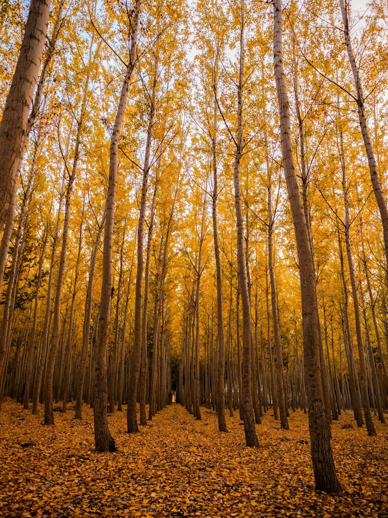 7 conseils pour photographier les couleurs de l'automne